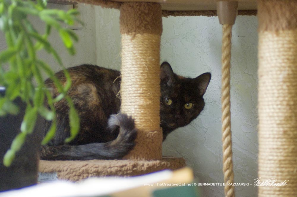 Daily Photo: Sienna Anchors Her Paw-sition on the Cat Tree - The ...