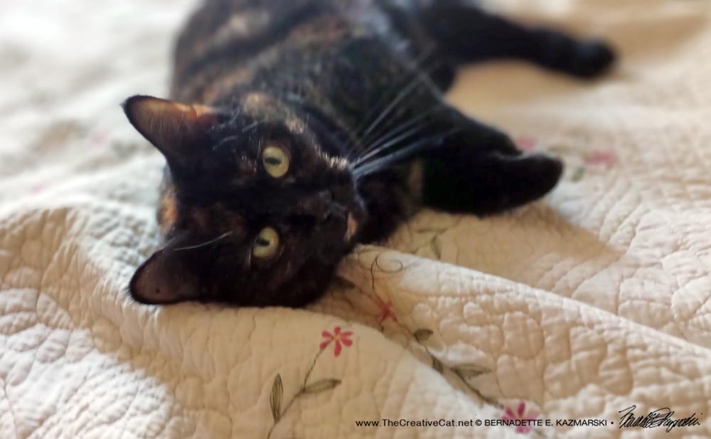 Rescue Story: My Spare Tortie, Sienna - The Creative Cat