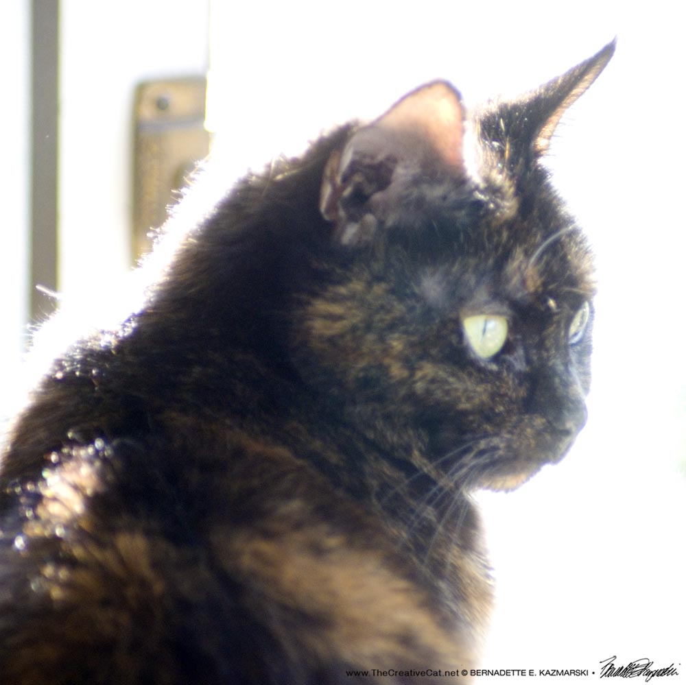 Daily Photo: Sunny Sienna - The Creative Cat