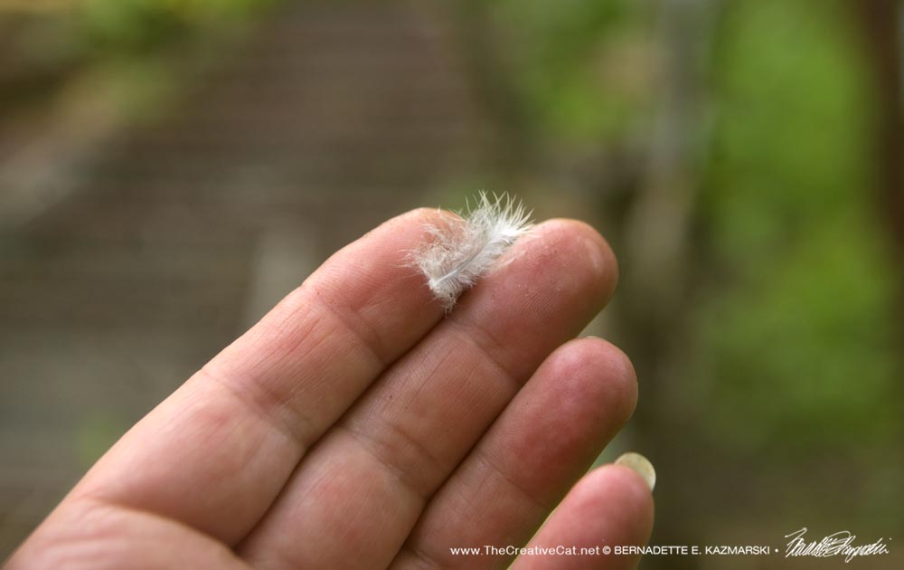 How Many Garden Cats Can Float on a Downy Feather? - The Creative Cat