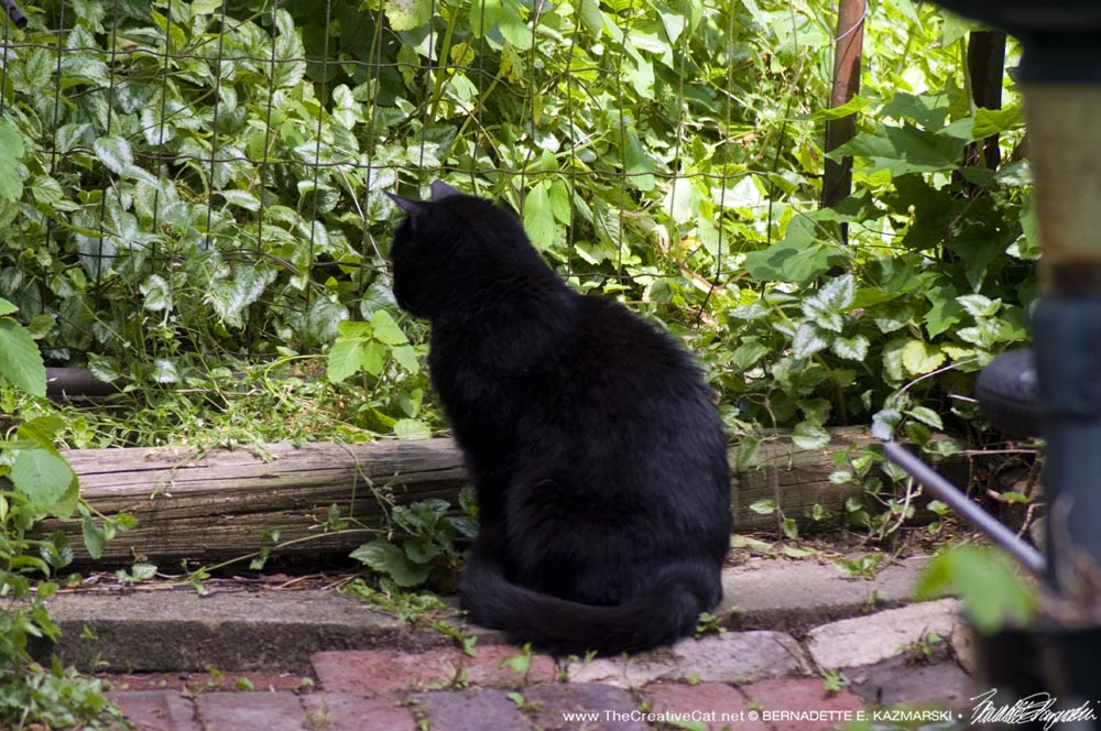 Mimi and Mewsette Monday: Let Us Out! - The Creative Cat