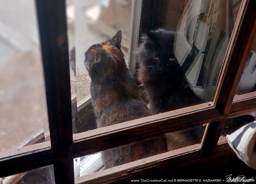 Daily Photo: Neighborhood Watch Cats - The Creative Cat