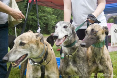 Daily Photo: Tortie Dogs! - The Creative Cat