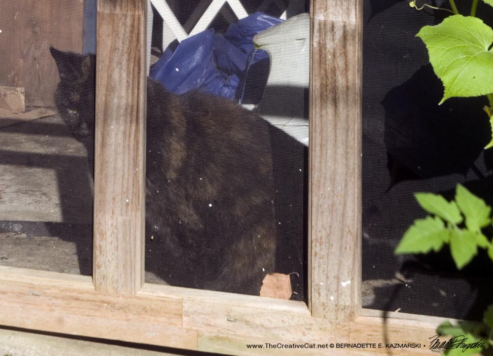 Daily Photo: Sienna Sneaks a Peek - The Creative Cat