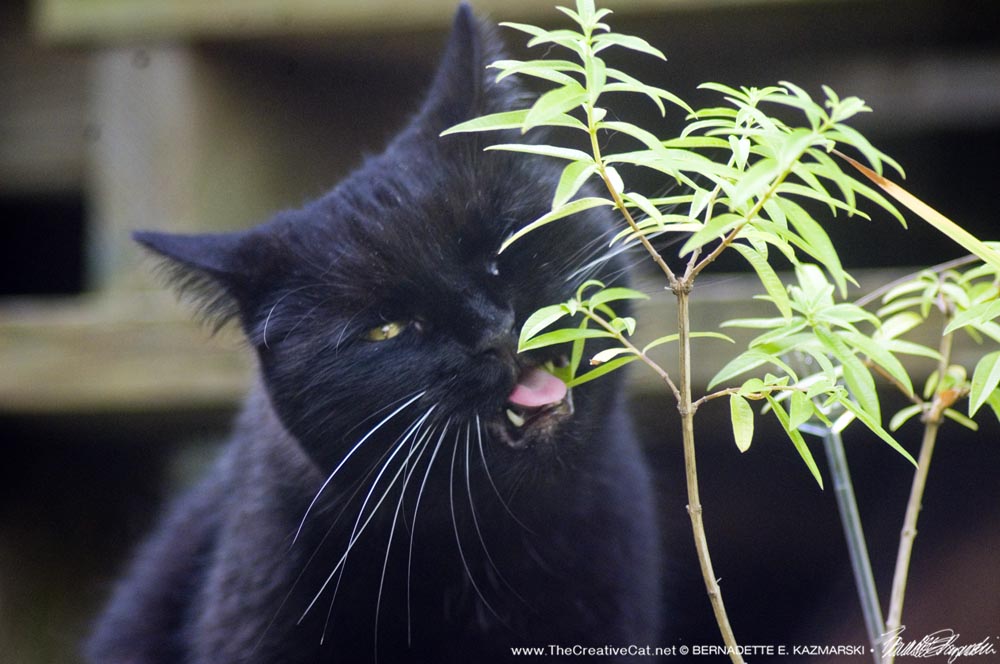Mimi and Mewsette Monday: About the Lemongrass - The Creative Cat