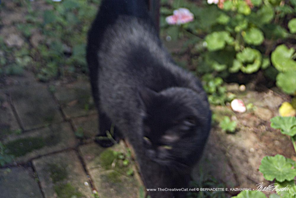 Mimi and Mewsette Monday: Mewsette in the Garden With Mimi, 2013 - The ...