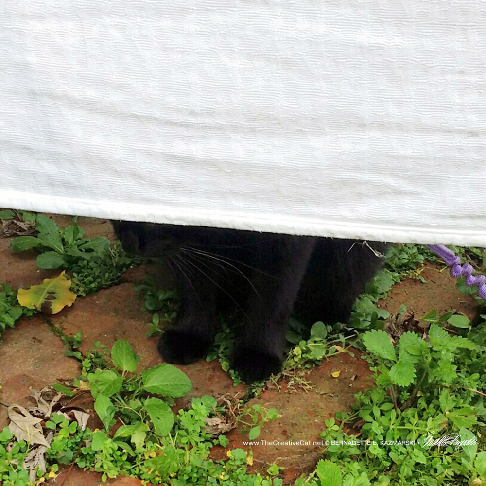 Mimi and Mewsette Monday: Fooling Around With Laundry and Such, October ...