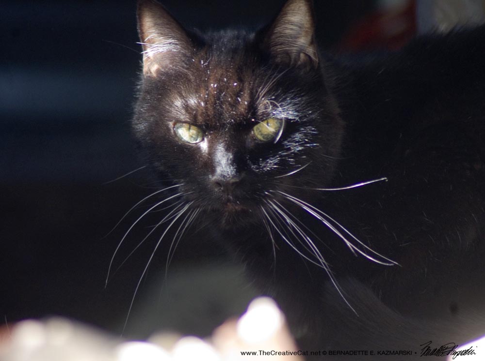 Mimi and Mewsette Monday: Sunny October Naps on the Deck - The Creative Cat